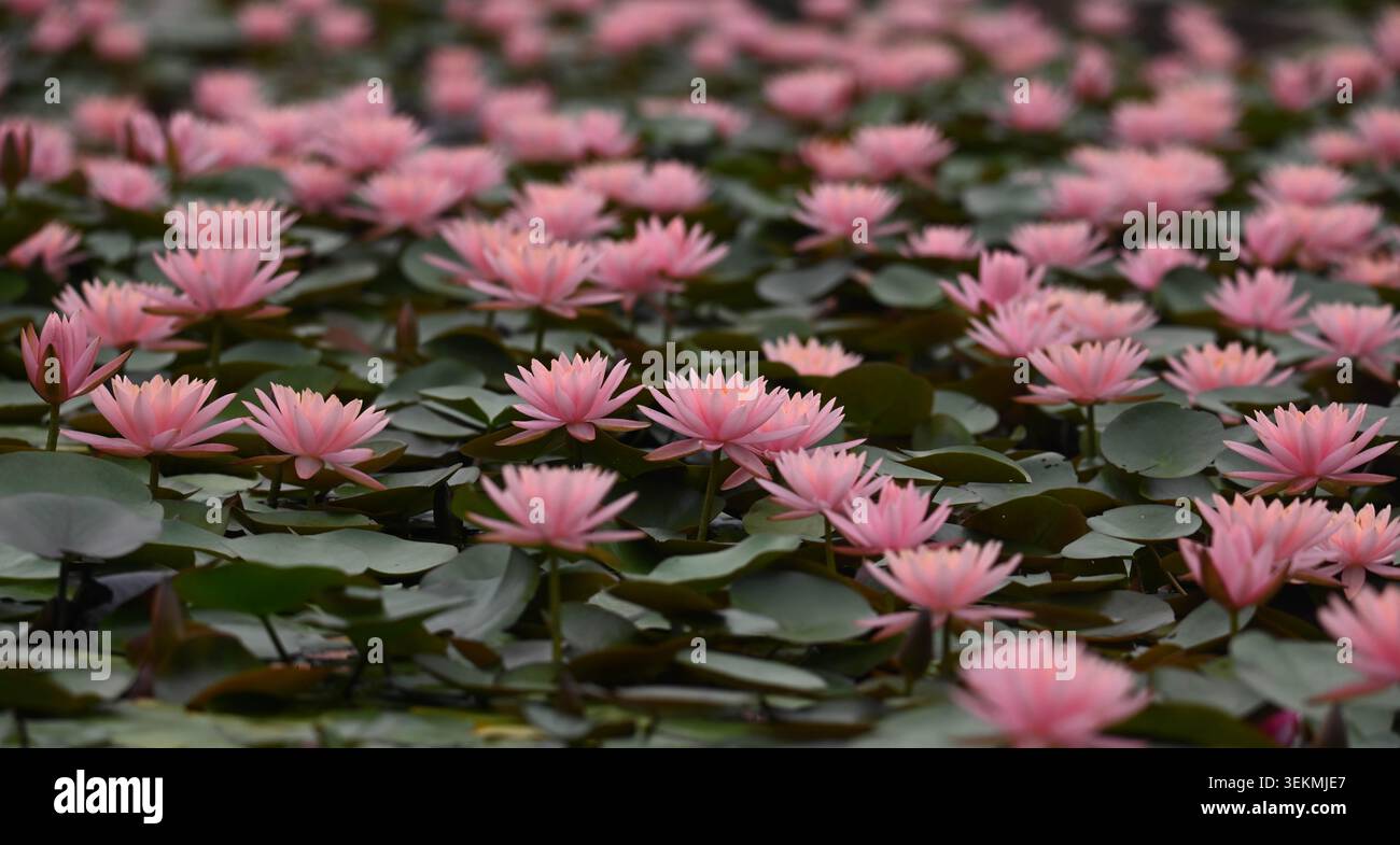 Water lilies in various colors bloom in the terraced pools of Meilang ...