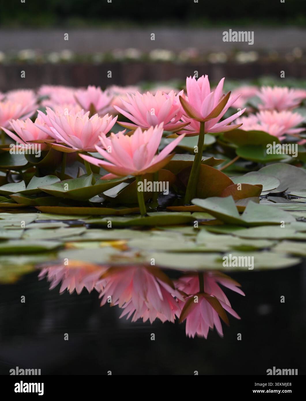 Water lilies in various colors bloom in the terraced pools of Meilang ...