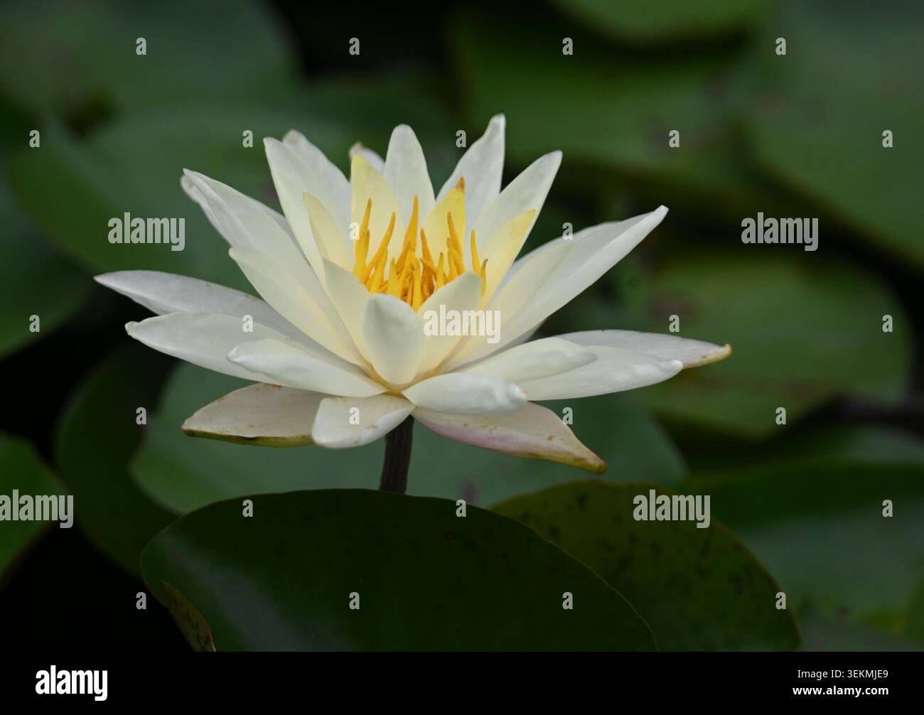 Water lilies in various colors bloom in the terraced pools of Meilang ...
