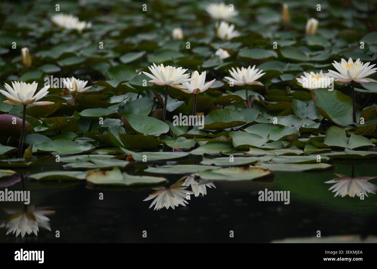 Water lilies in various colors bloom in the terraced pools of Meilang ...