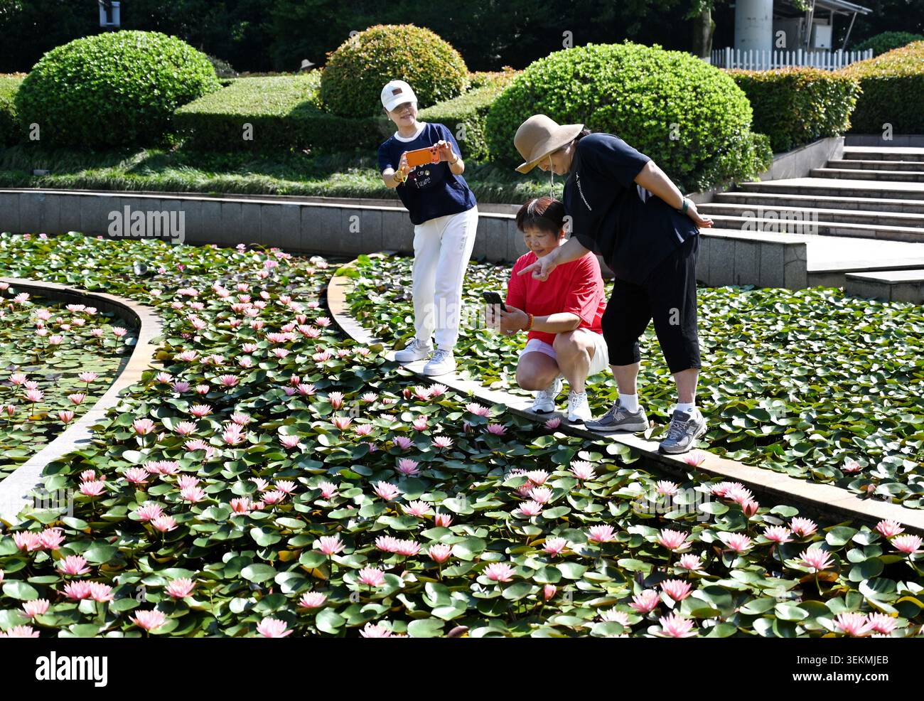Water lilies in various colors bloom in the terraced pools of Meilang ...