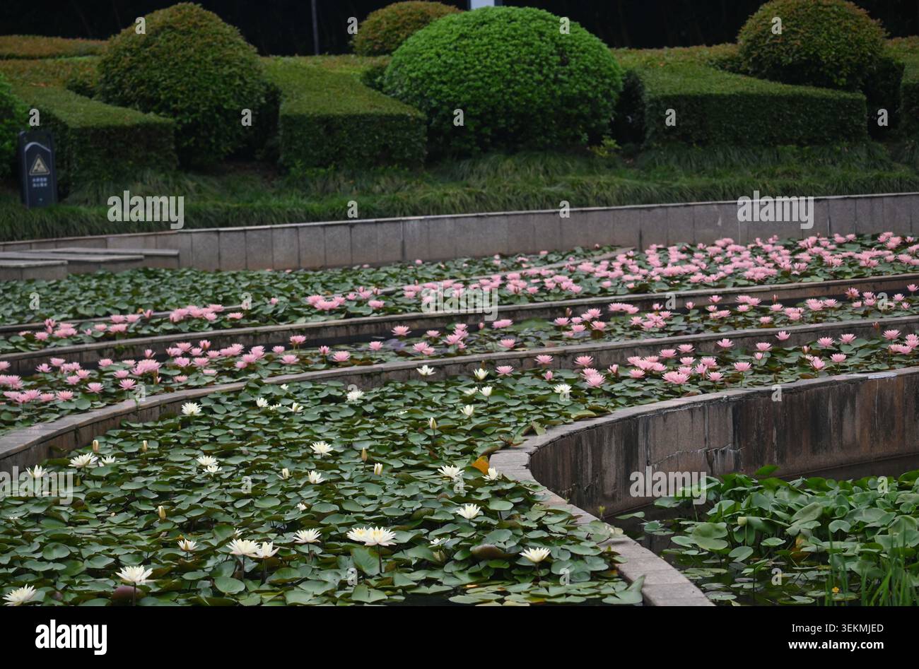 Water lilies in various colors bloom in the terraced pools of Meilang ...