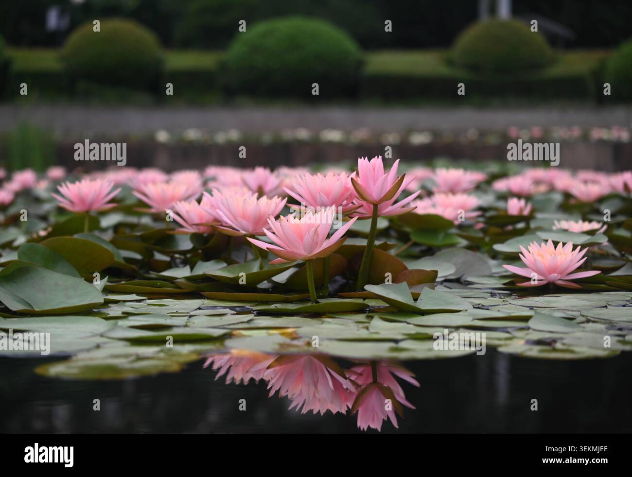Water lilies in various colors bloom in the terraced pools of Meilang ...