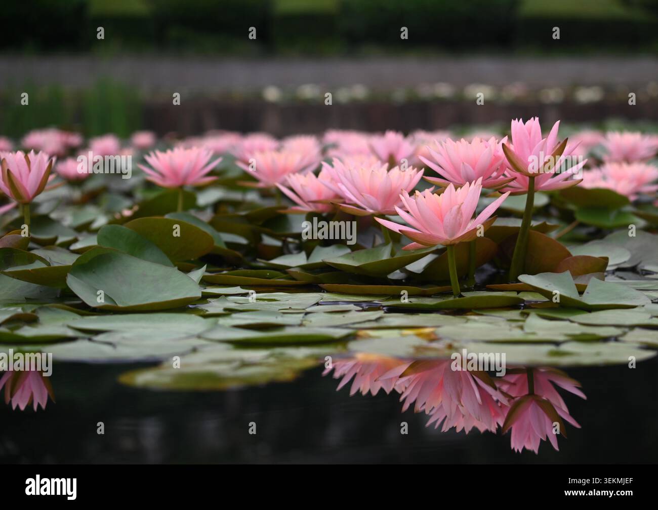 Water lilies in various colors bloom in the terraced pools of Meilang ...