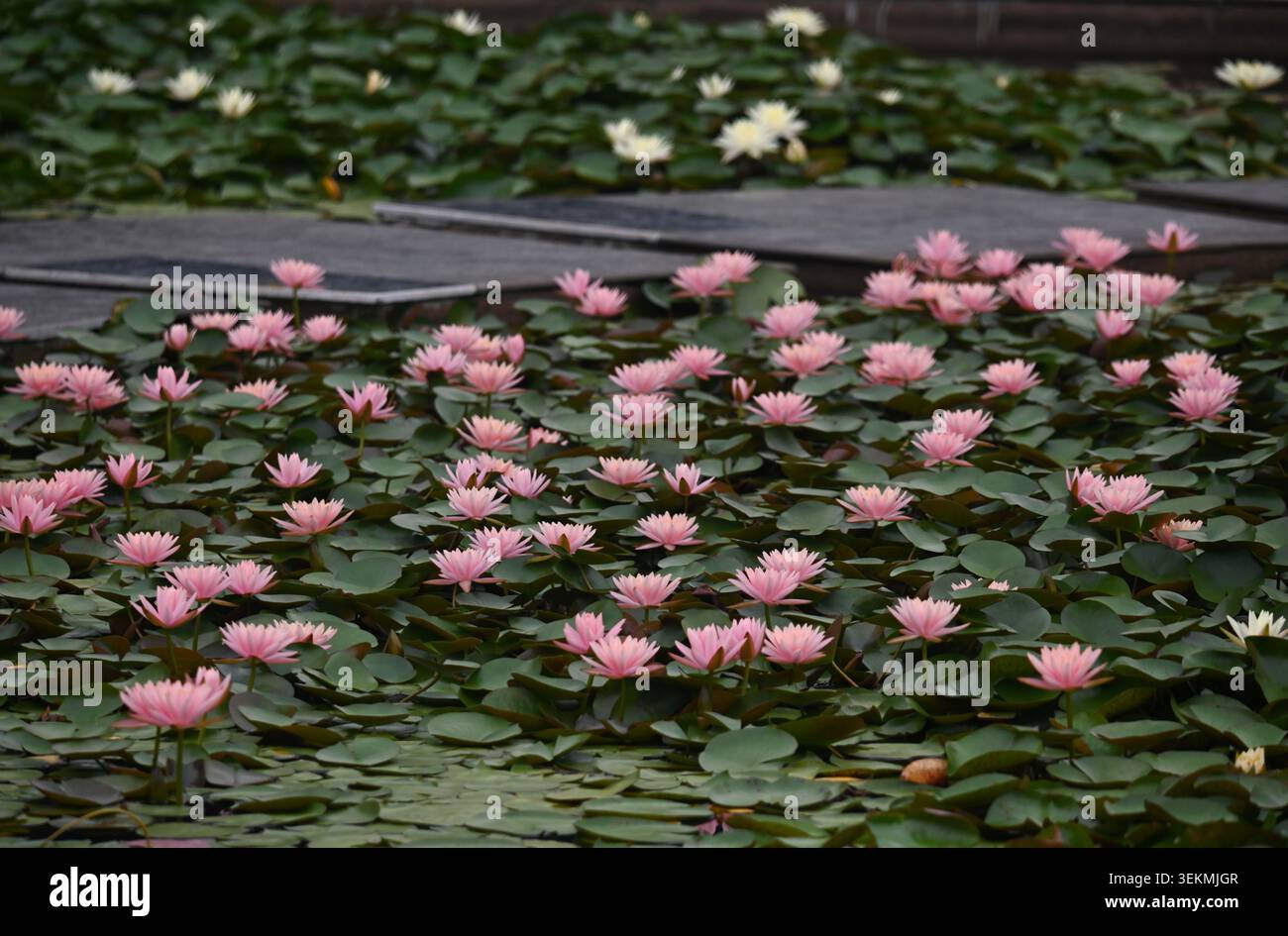 Water lilies in various colors bloom in the terraced pools of Meilang ...