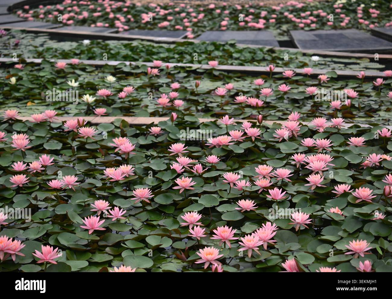 Water lilies in various colors bloom in the terraced pools of Meilang ...