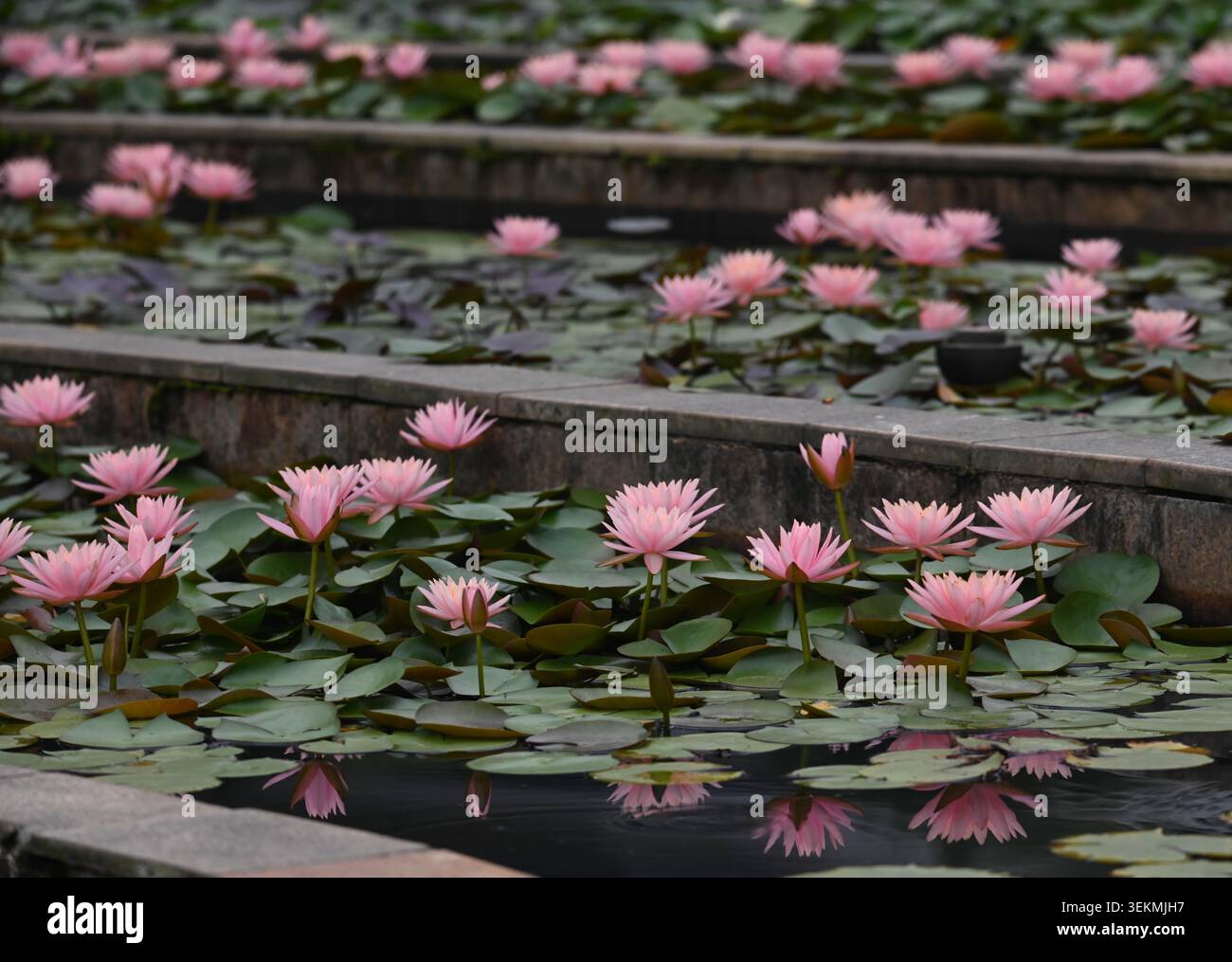 Water lilies in various colors bloom in the terraced pools of Meilang ...