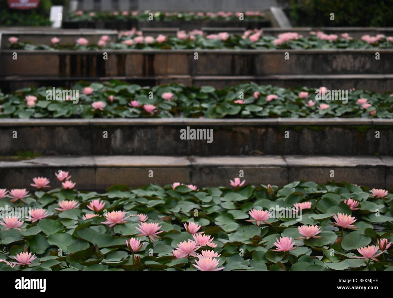 Water lilies in various colors bloom in the terraced pools of Meilang ...