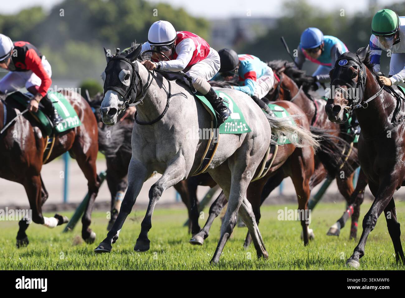 2026/05/30 KYOTO 11R THE AOI STAKES Dea Veloce / Yuichi Kitamura Jockey ...