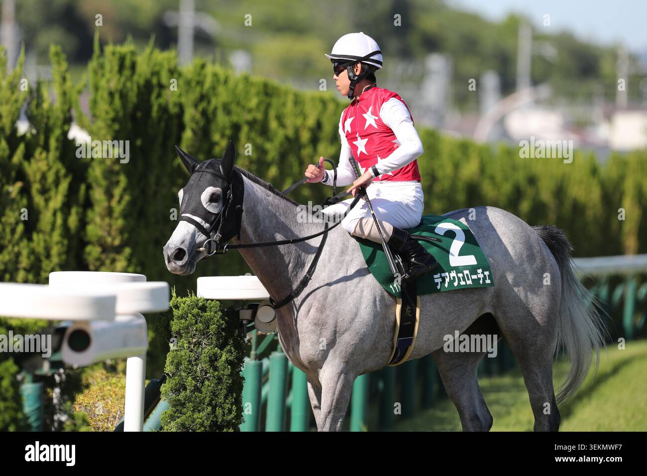 2026/05/30 KYOTO 11R THE AOI STAKES Dea Veloce / Yuichi Kitamura Jockey ...