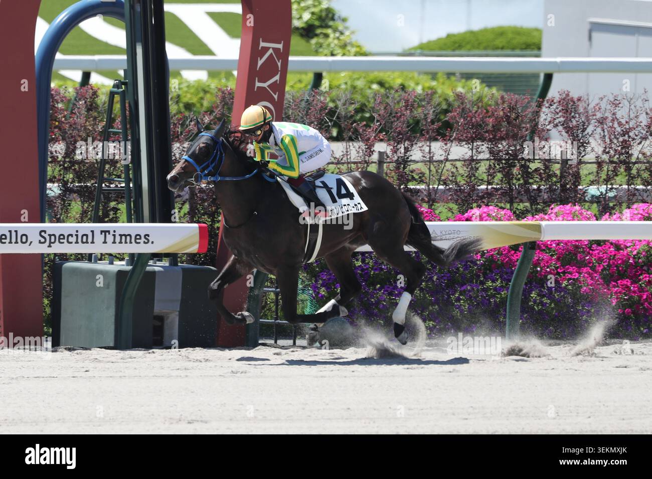 2026/05/30 KYOTO 01R Nihonpiro Locus / Katsuma Sameshima Jockey Kyoto ...