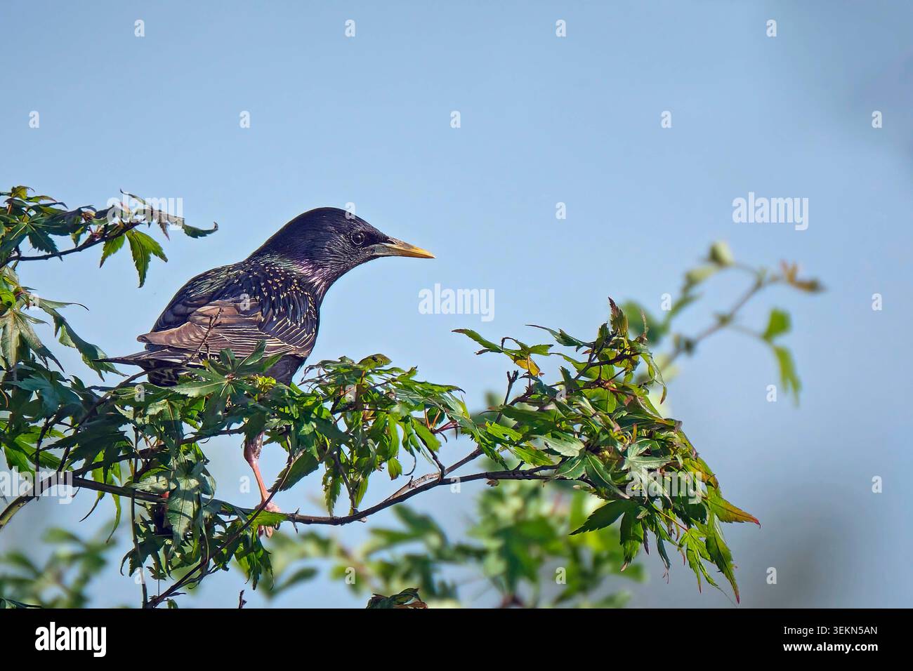 Star Sturnus vulgaris . Star Sturnus vulgaris . 220260601MIC0177 ...