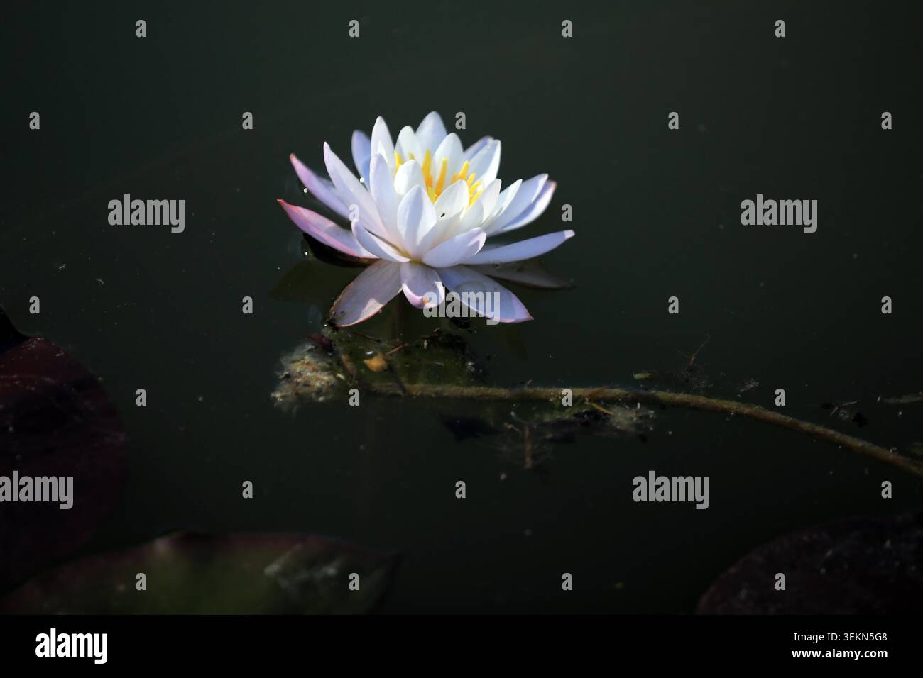 Water lilies bloom along the ancient Huaihe River in Huai'an, east ...