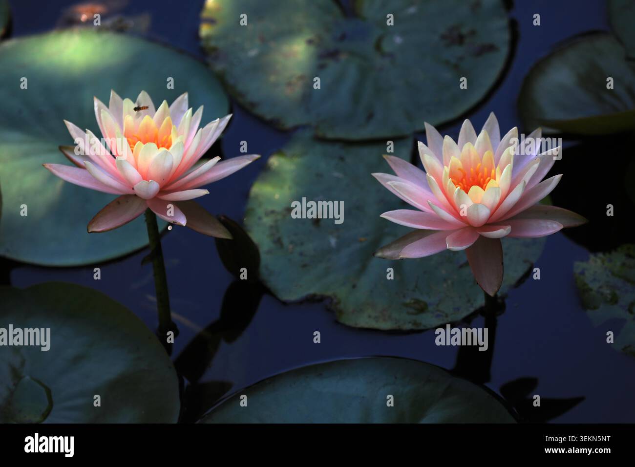 Water lilies bloom along the ancient Huaihe River in Huai'an, east ...