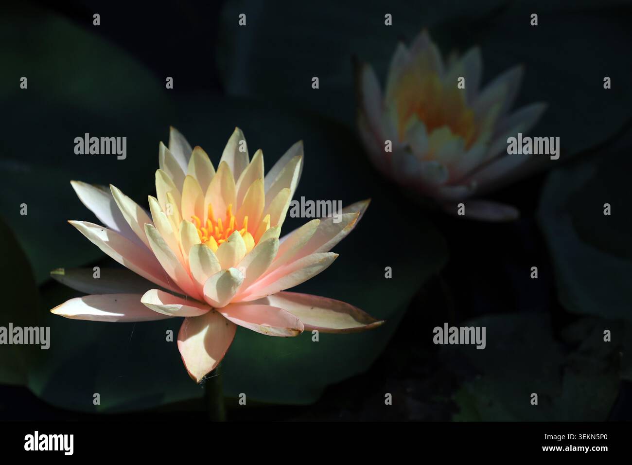 Water lilies bloom along the ancient Huaihe River in Huai'an, east ...