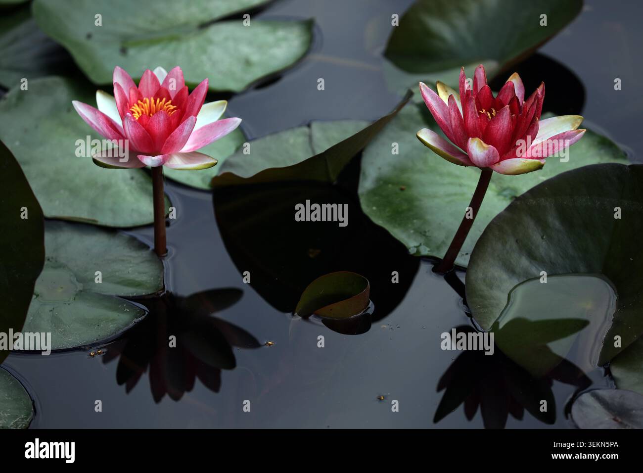 Water lilies bloom along the ancient Huaihe River in Huai'an, east ...