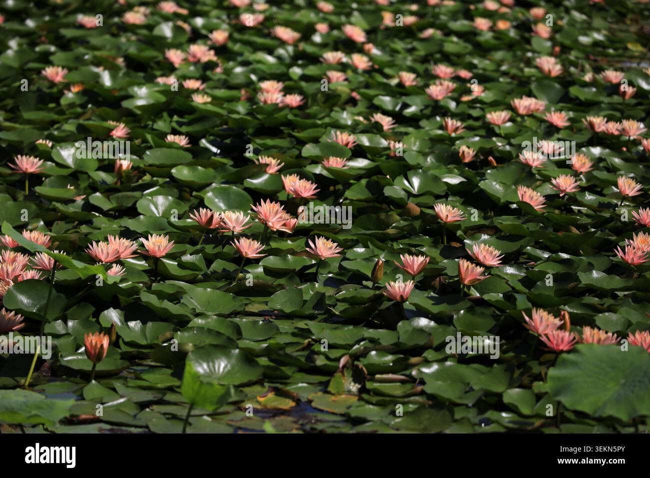 Water lilies bloom along the ancient Huaihe River in Huai'an, east ...