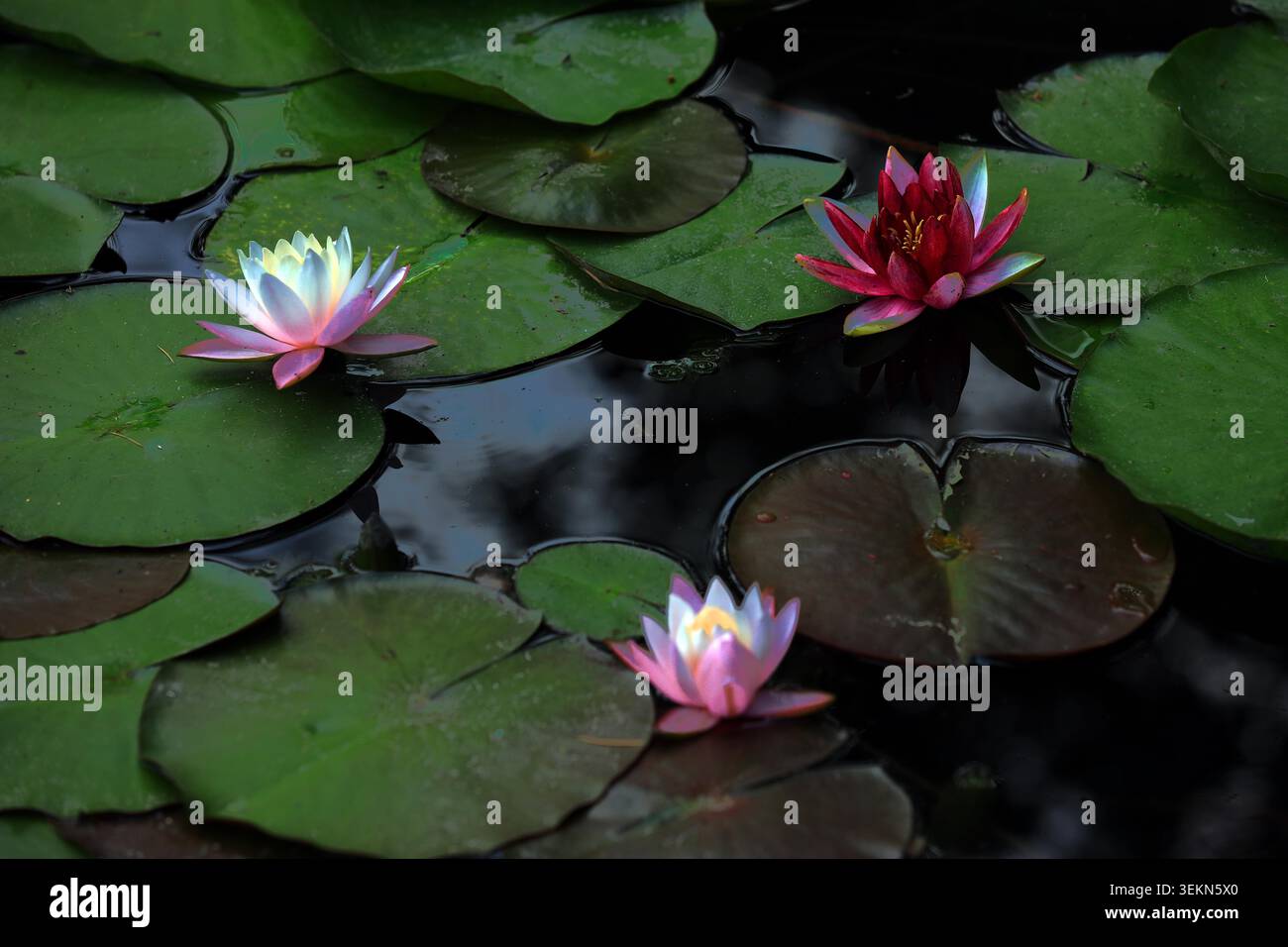 Water lilies bloom along the ancient Huaihe River in Huai'an, east ...