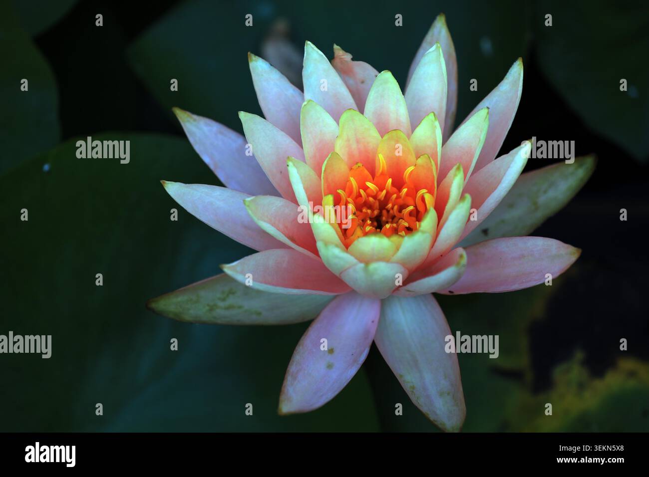 Water lilies bloom along the ancient Huaihe River in Huai'an, east ...