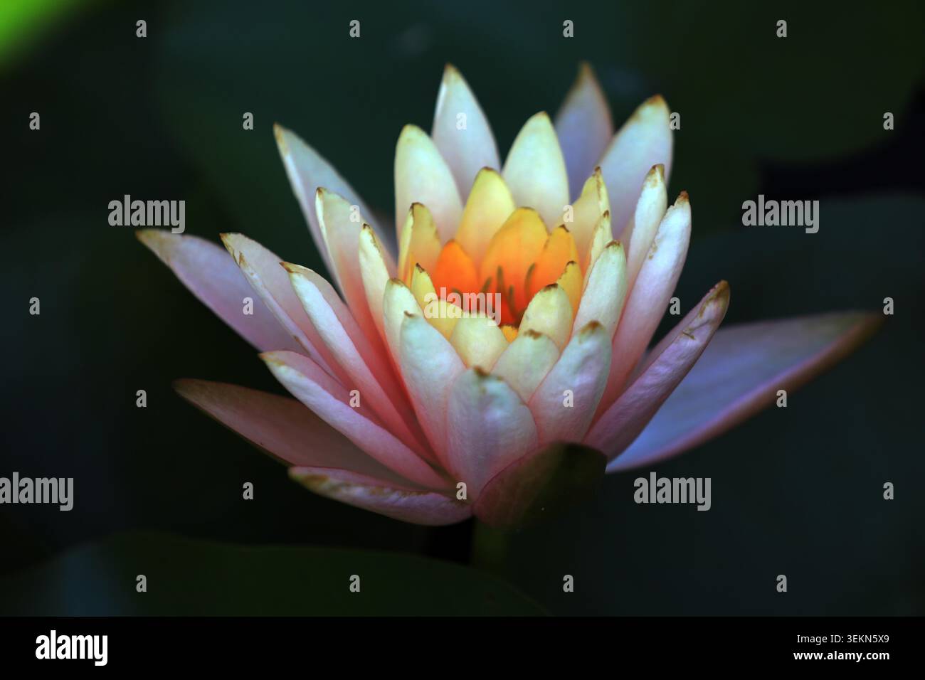 Water lilies bloom along the ancient Huaihe River in Huai'an, east ...