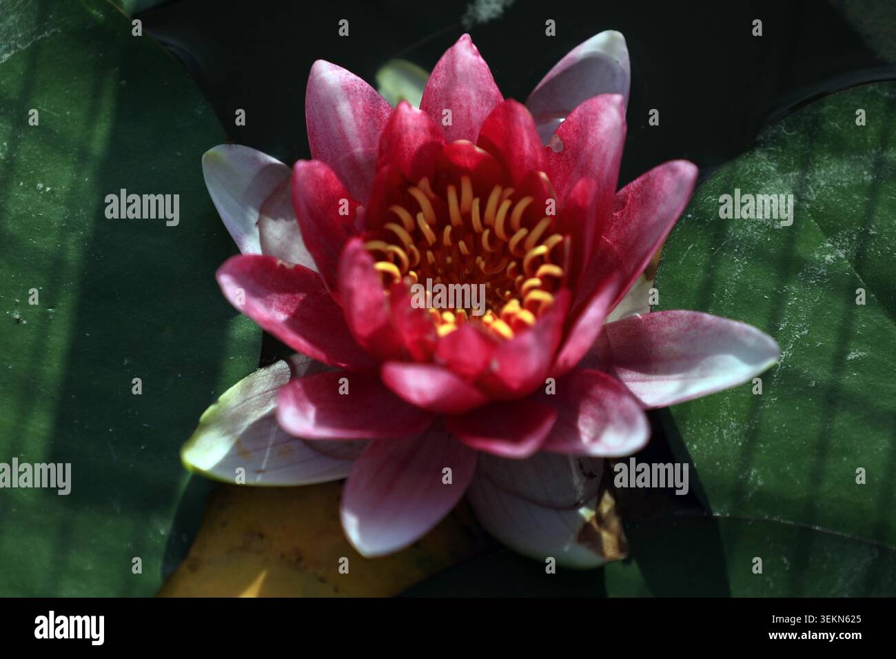 Water lilies bloom along the ancient Huaihe River in Huai'an, east ...