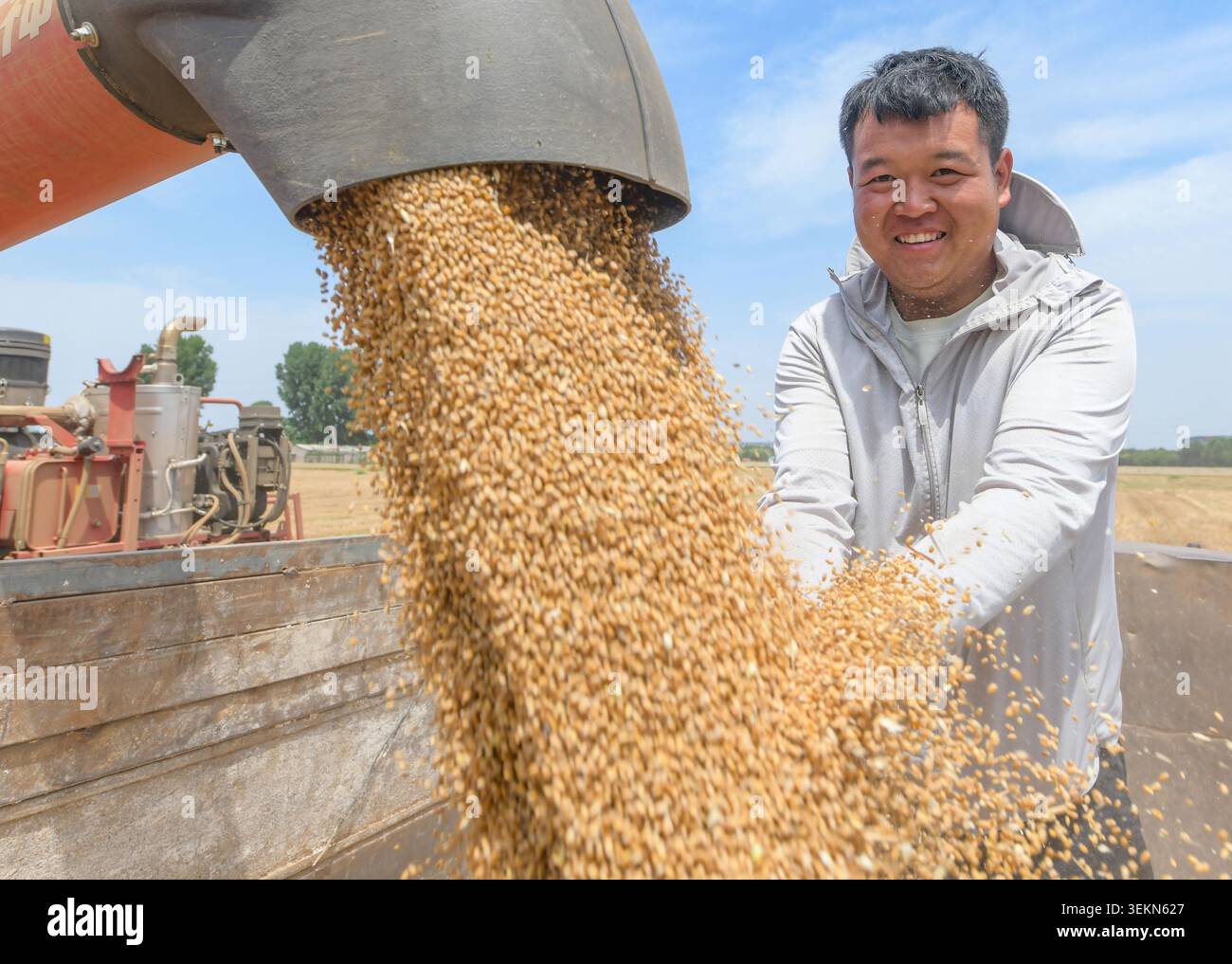 Farmers harvest wheat in Shiba Community, Guangwu Subdistrict, Yibin ...
