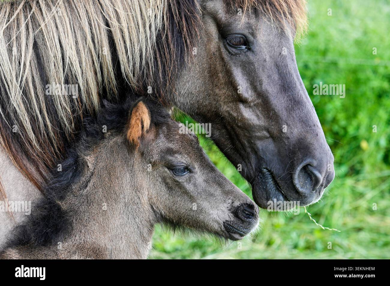 A two-day old Icelandic foal and its mother stand on a meadow at stud ...