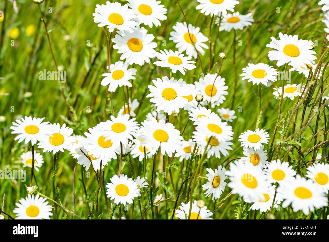 LEERTEXT CAPTIONLEERTEXT HEADLINE, Sylt Schleswig.Holstein Deutschland ...