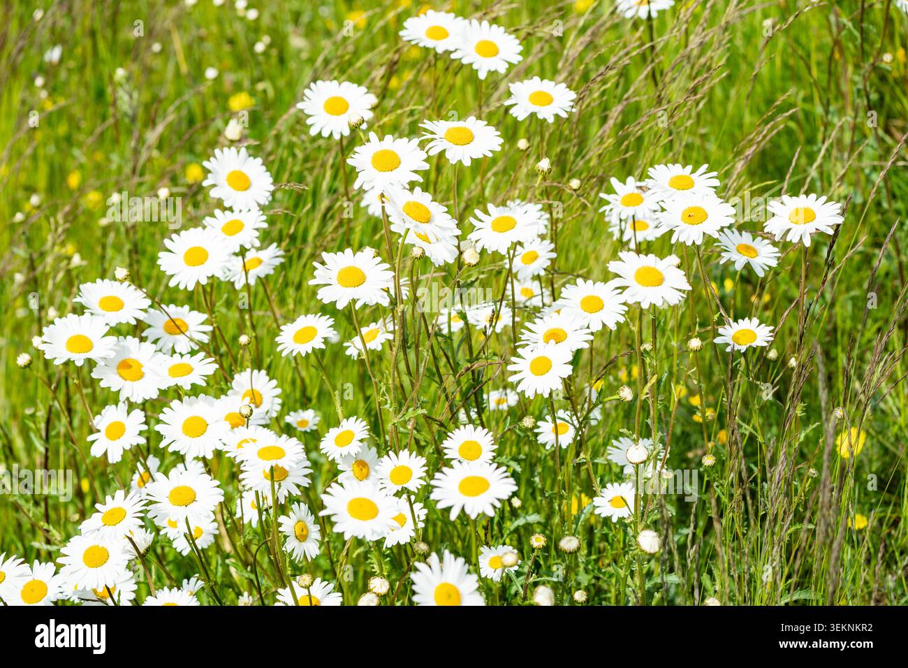 LEERTEXT CAPTIONLEERTEXT HEADLINE, Sylt Schleswig.Holstein Deutschland ...