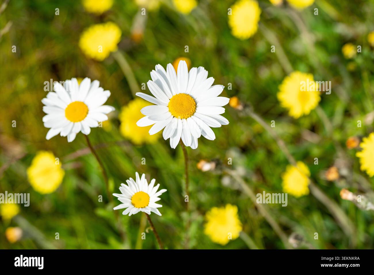 LEERTEXT CAPTIONLEERTEXT HEADLINE, Sylt Schleswig.Holstein Deutschland ...