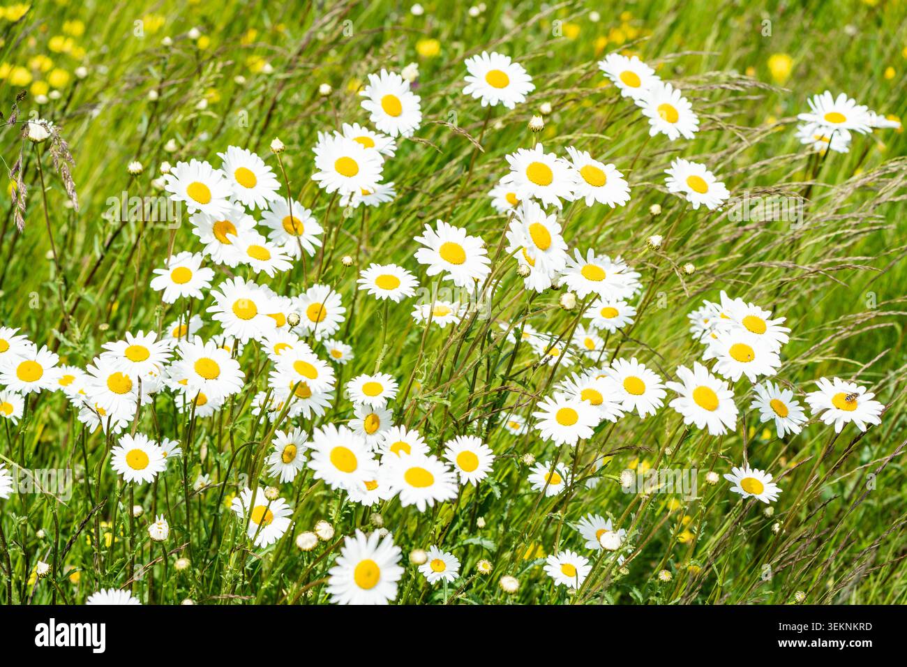 LEERTEXT CAPTIONLEERTEXT HEADLINE, Sylt Schleswig.Holstein Deutschland ...