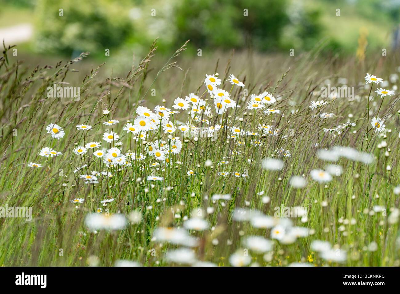 LEERTEXT CAPTIONLEERTEXT HEADLINE, Sylt Schleswig.Holstein Deutschland ...