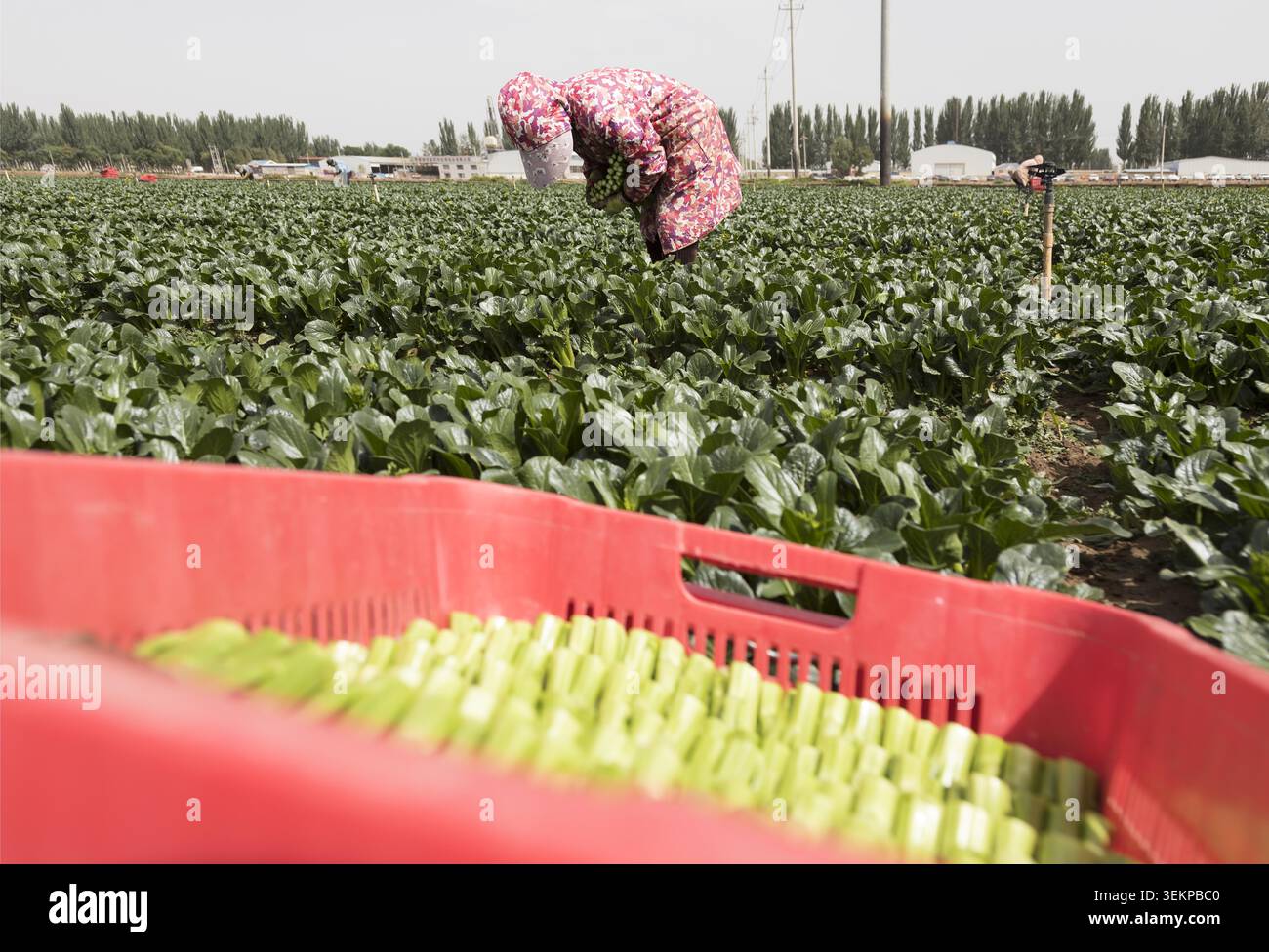 **CHINESE MAINLAND, HONG KONG, MACAU AND TAIWAN OUT**Workers harvest ...