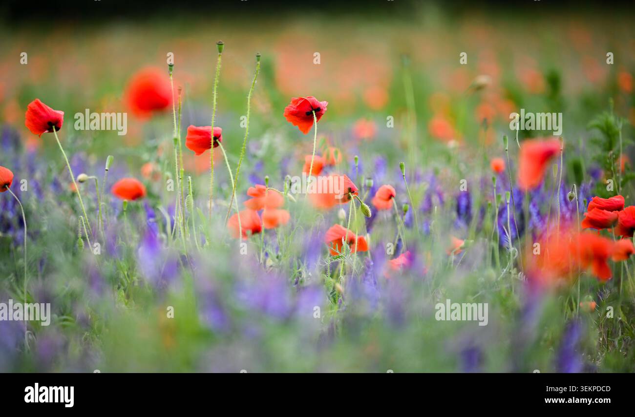 03 June 2026, Berlin: Red poppies and cornflowers bloom in a field on ...