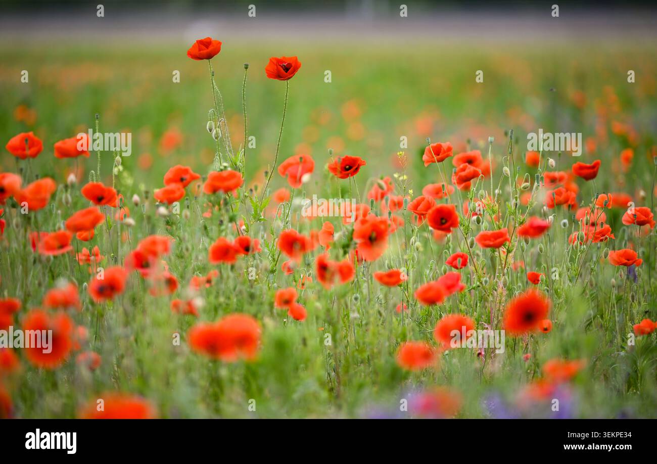 03 June 2026, Berlin: Red poppies bloom in a field on the border ...