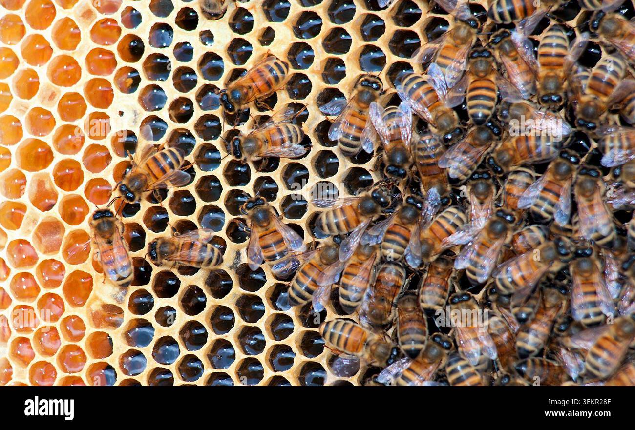 FILE - Honeybees fill a hive at Golden Angels Apiary in Singers Glen ...