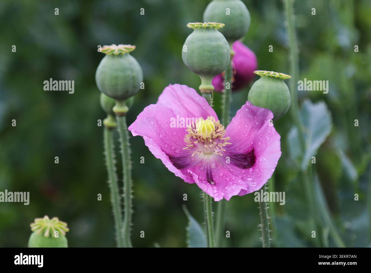 Lila Mohnblueten in einem Mohnfeld mit Regentropfen Themenfoto: Natur ...