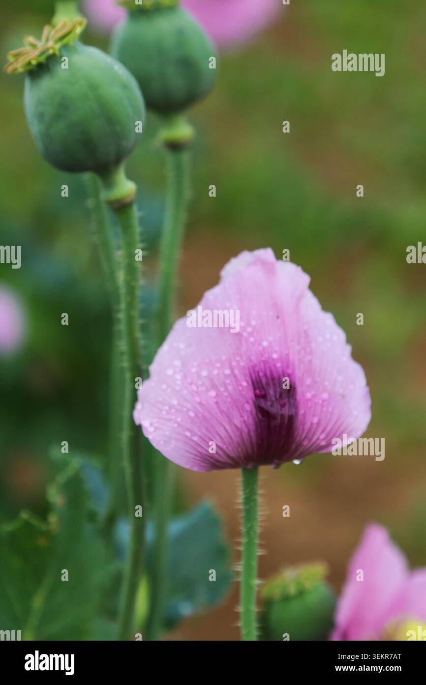 Lila Mohnblueten in einem Mohnfeld mit Regentropfen Themenfoto: Natur ...