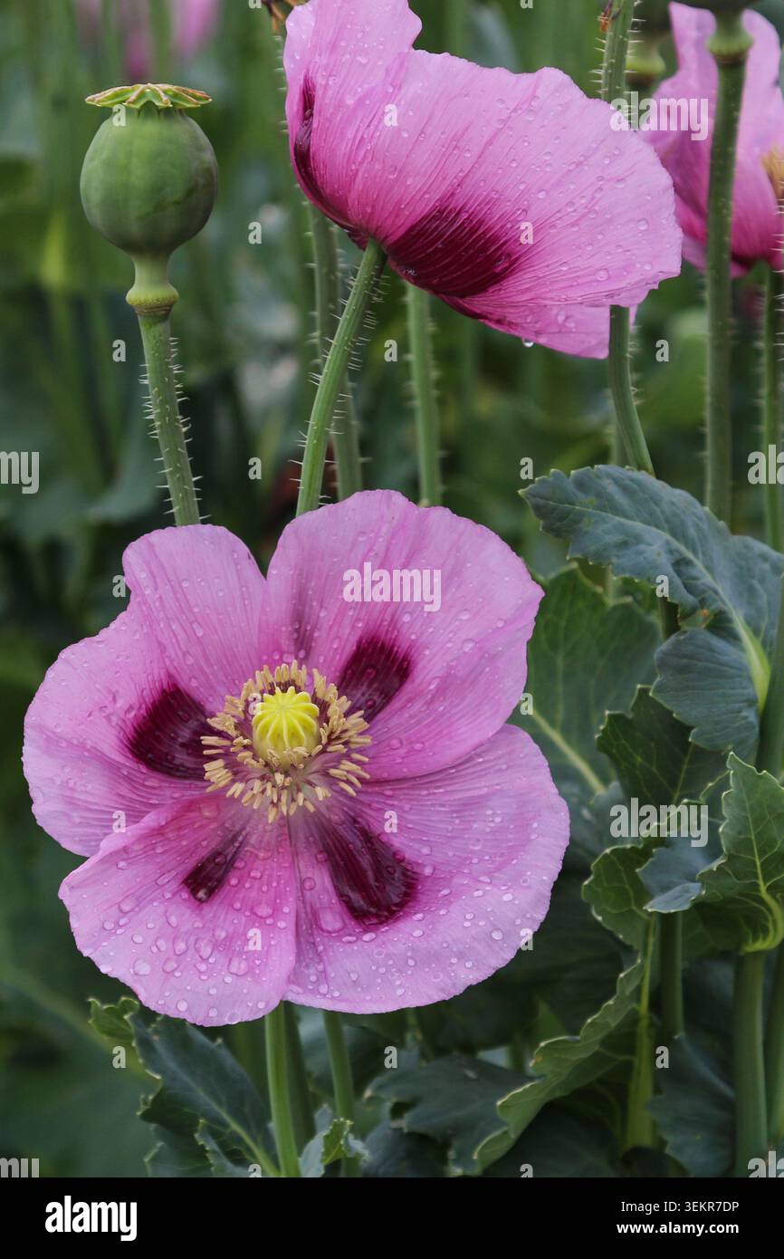 Lila Mohnblueten in einem Mohnfeld mit Regentropfen Themenfoto: Natur ...