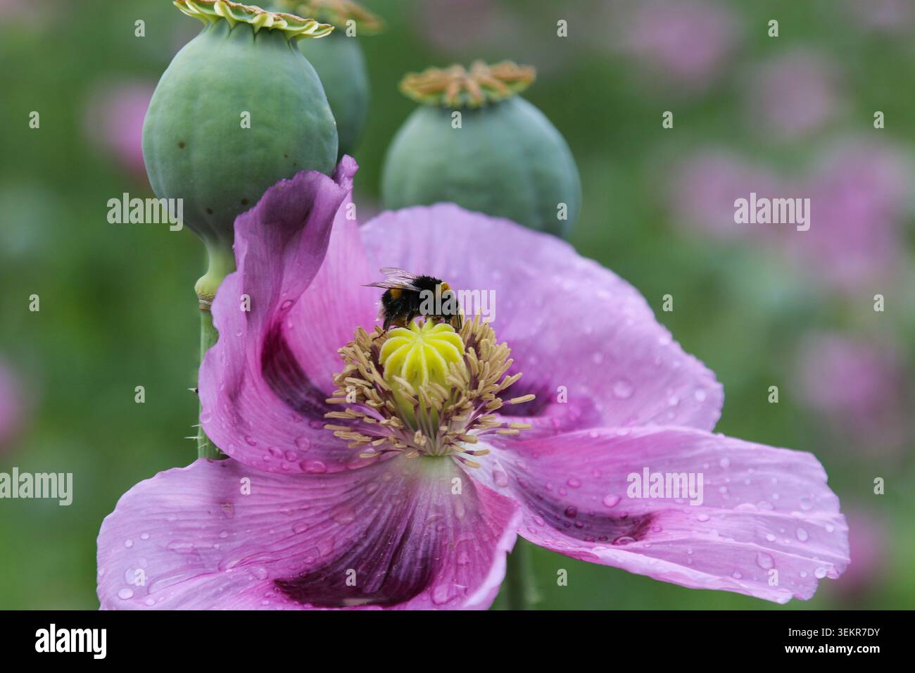 Lila Mohnblueten in einem Mohnfeld mit Regentropfen Themenfoto: Natur ...