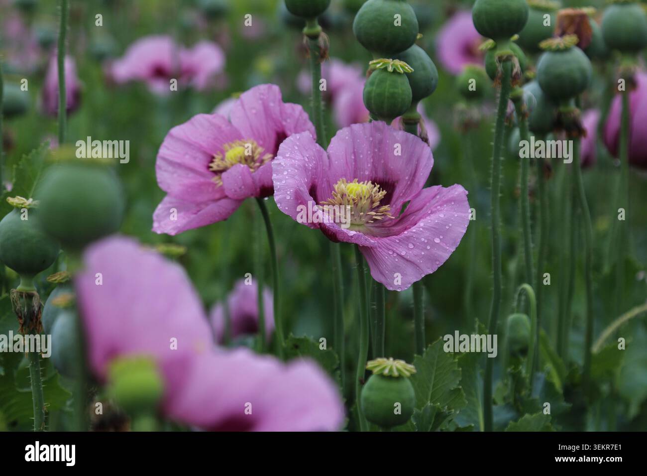 Lila Mohnblueten in einem Mohnfeld mit Regentropfen Themenfoto: Natur ...