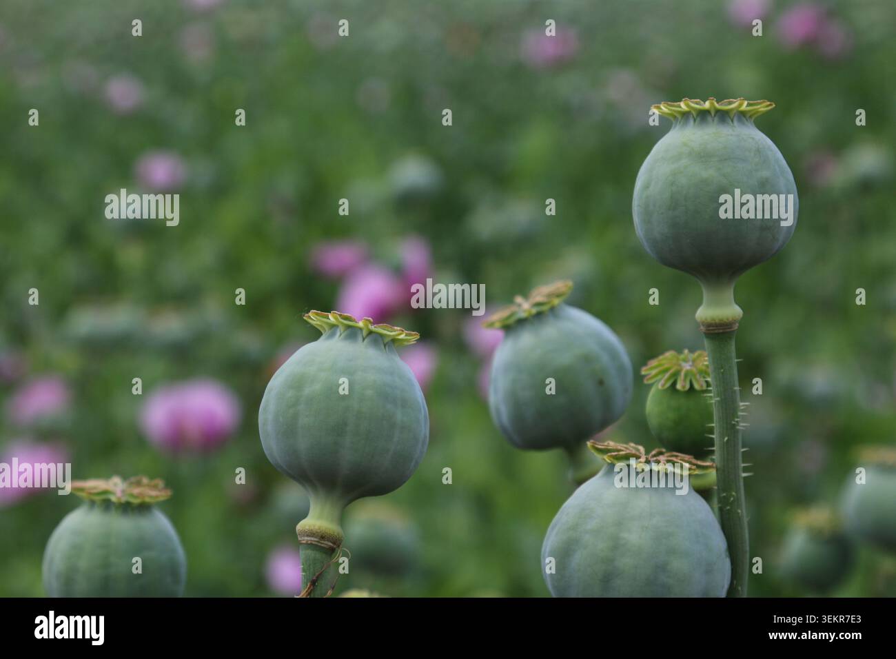 Lila Mohnblueten in einem Mohnfeld mit Regentropfen Themenfoto: Natur ...