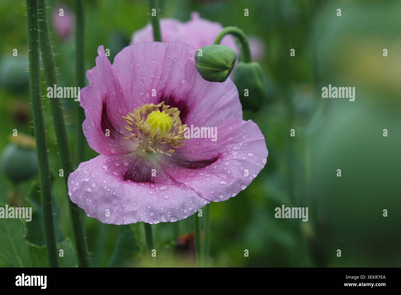 Lila Mohnblueten in einem Mohnfeld mit Regentropfen Themenfoto: Natur ...