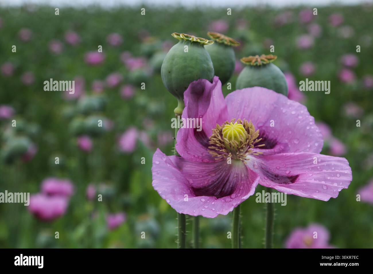 Lila Mohnblueten in einem Mohnfeld mit Regentropfen Themenfoto: Natur ...