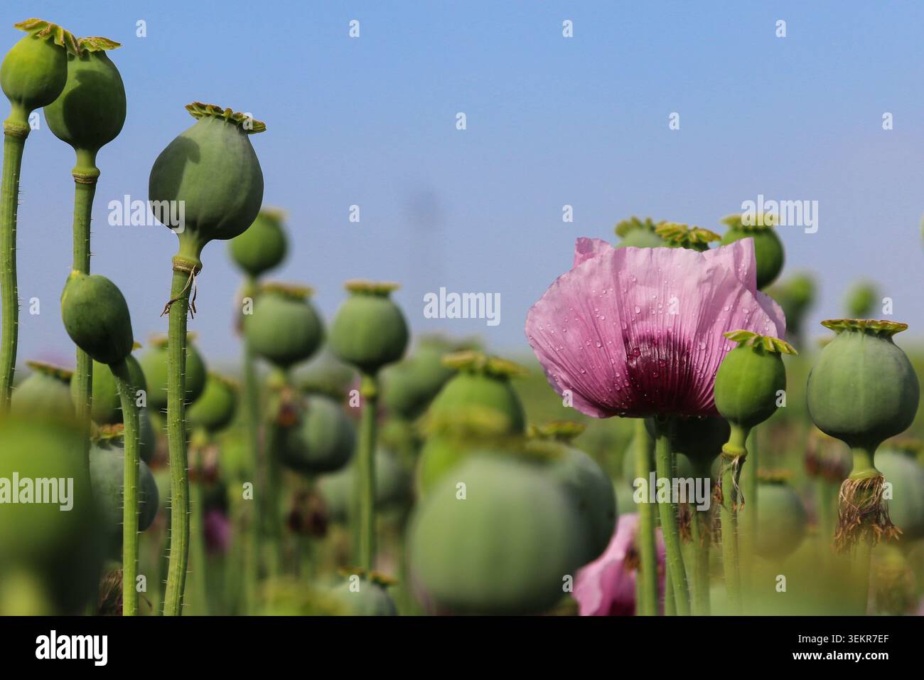 Lila Mohnblueten in einem Mohnfeld mit Regentropfen Themenfoto: Natur ...