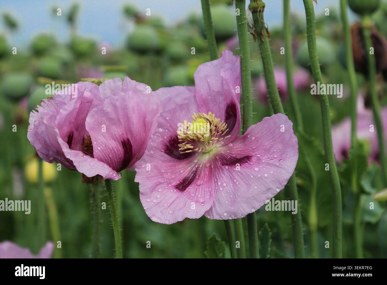Lila Mohnblueten in einem Mohnfeld mit Regentropfen Themenfoto: Natur ...