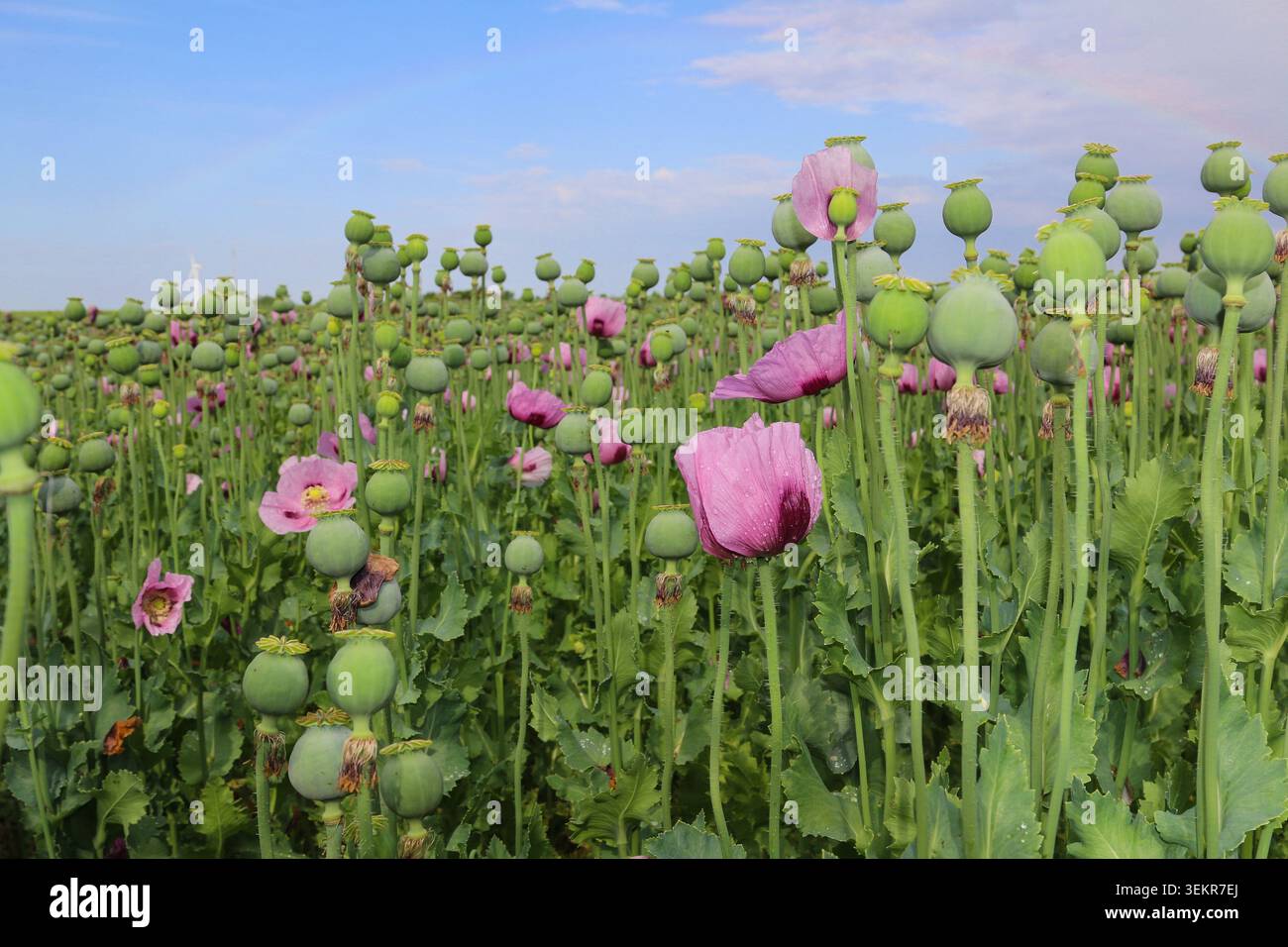 Lila Mohnblueten in einem Mohnfeld mit Regentropfen Themenfoto: Natur ...