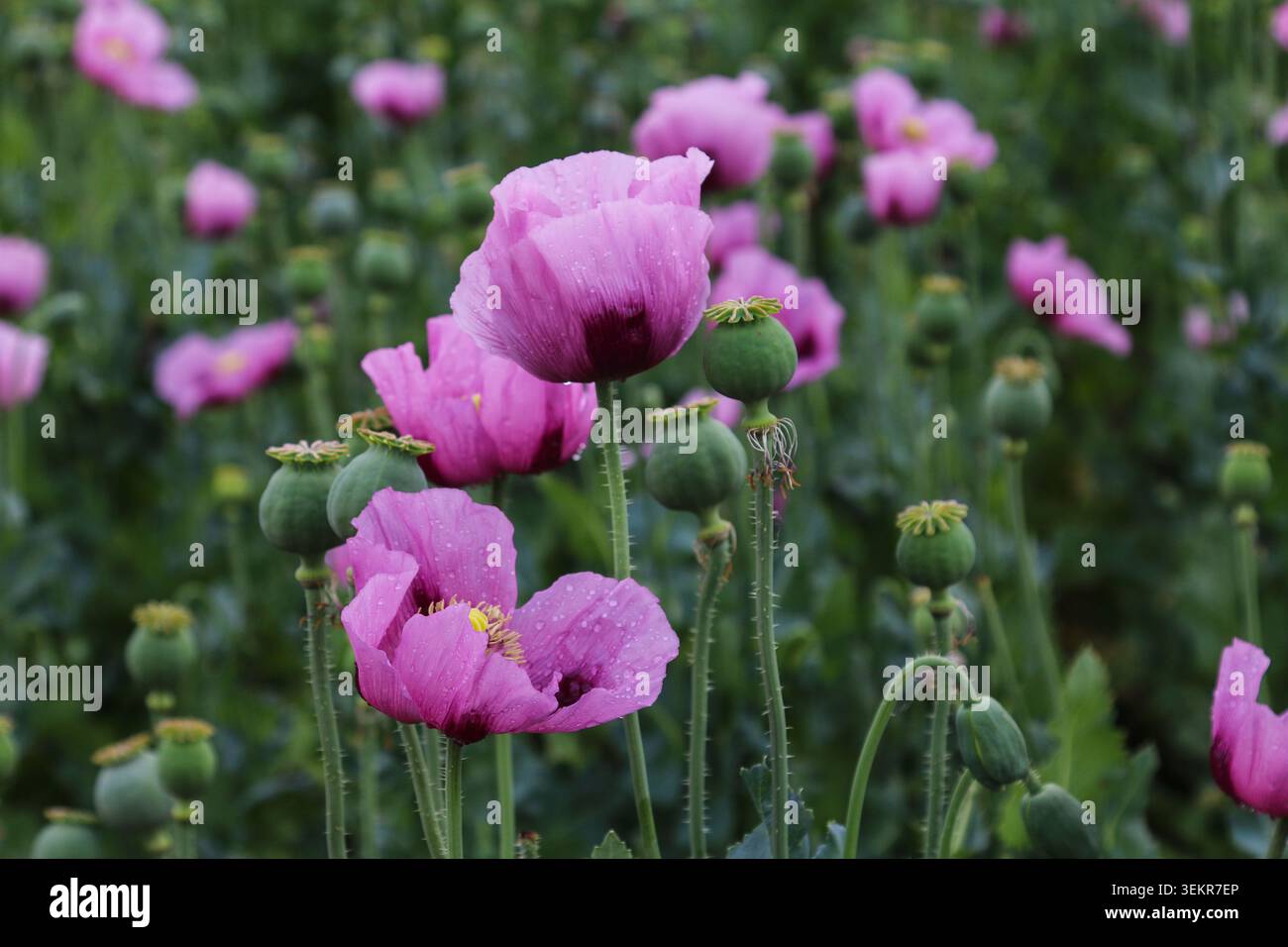 Lila Mohnblueten in einem Mohnfeld mit Regentropfen Themenfoto: Natur ...