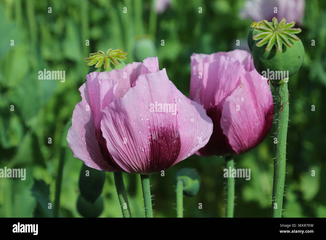 Lila Mohnblueten in einem Mohnfeld mit Regentropfen Themenfoto: Natur ...