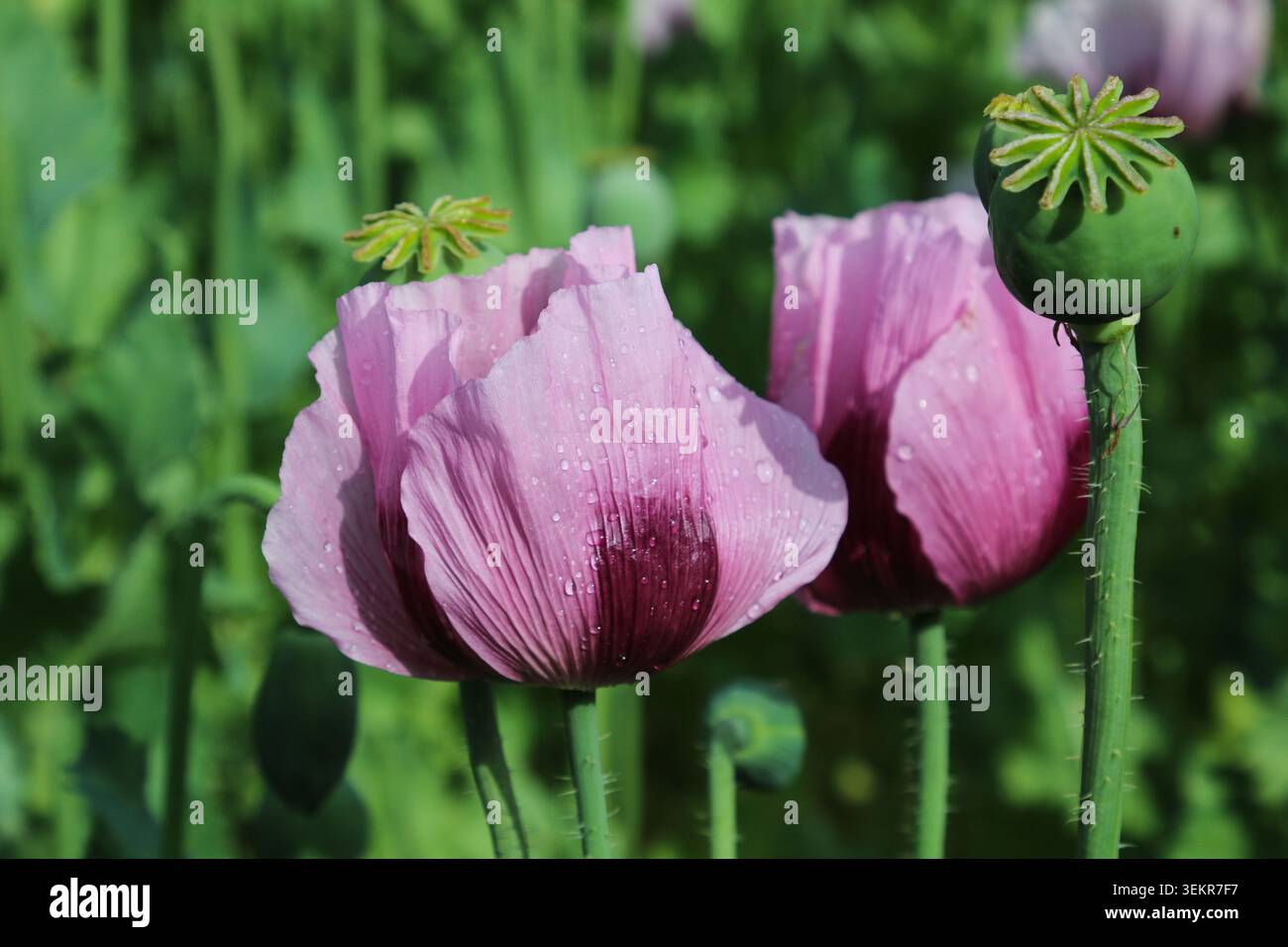 Lila Mohnblueten in einem Mohnfeld mit Regentropfen Themenfoto: Natur ...